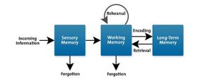 Human Memory | Facts, Types, Summary & Key Aspects