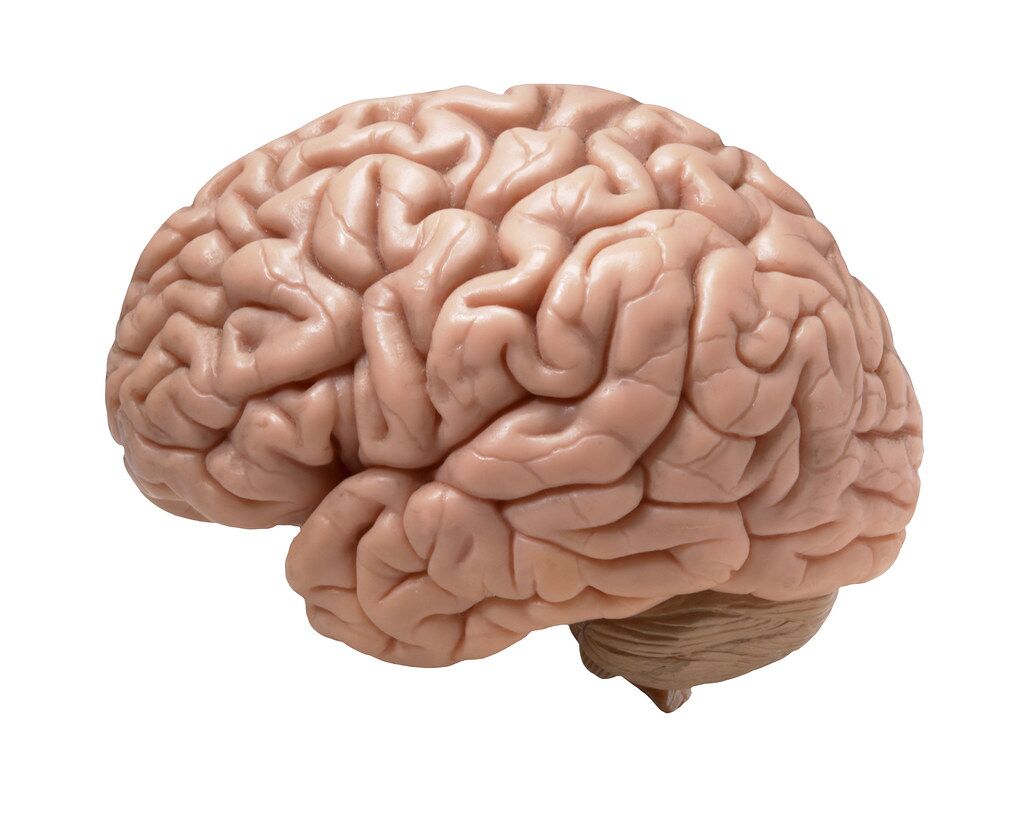 The Cerebrum | Facts, Definition, Anatomy & Function