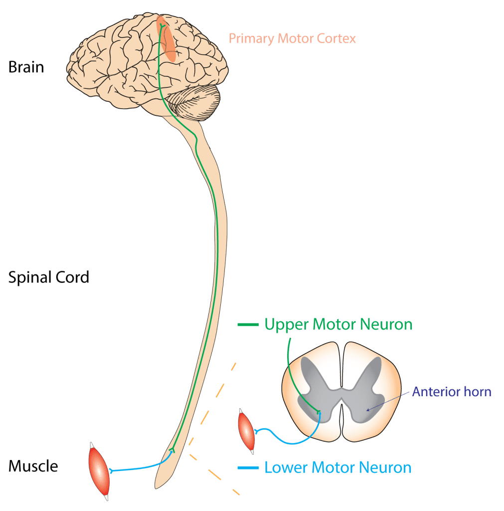 Corticospinal Tract | Facts, Summary, Communication & Types