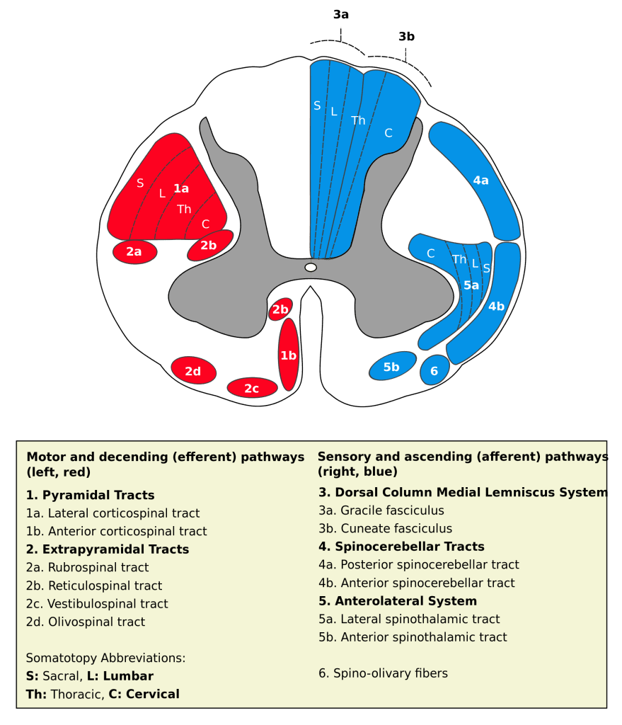 Spinothalamic Tracts | Facts, Location, Types, Roles & Summary