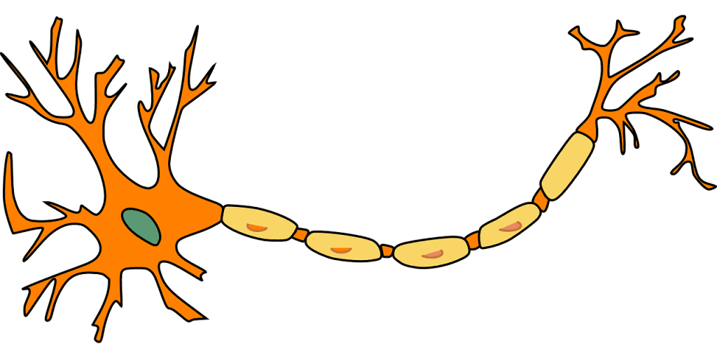 Neuronal Development | Stages, Facts, Summary & Brain Development