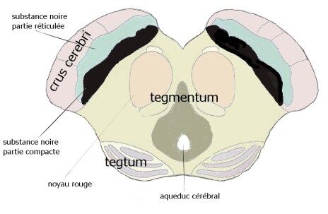 Brainstem | Definition, Location, Function, Anatomy & Diagram