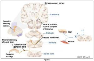The Dorsal Column | Facts, Pathway, Organization & Functions