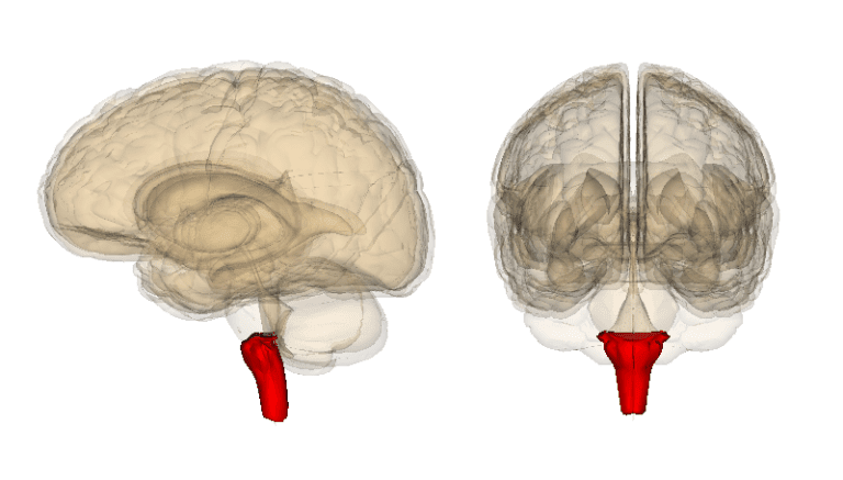 Medulla Oblongata | Facts, Position In Brain, Summary & Function