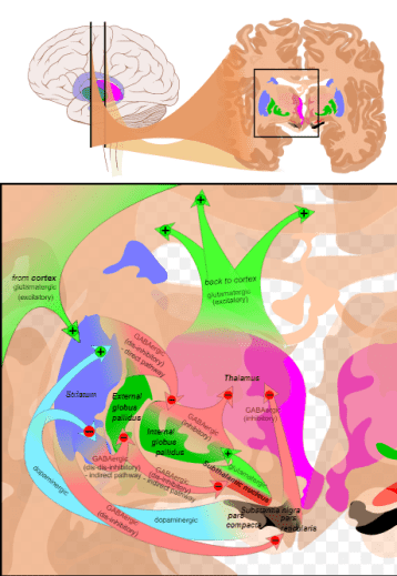Subthalamus | Facts, Anatomy, Function, Position & Summary