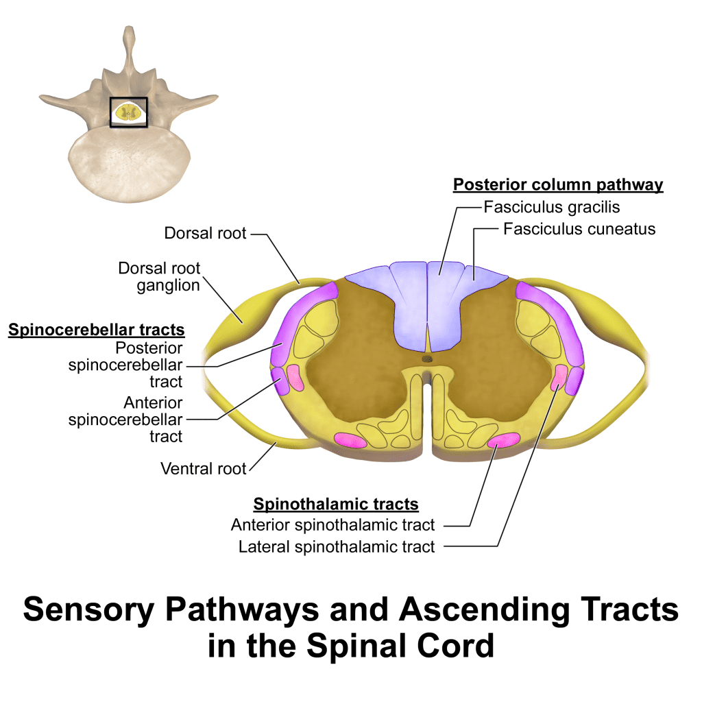 Spinocerebellar Tracts | Facts, Location, Types, Roles & Summary