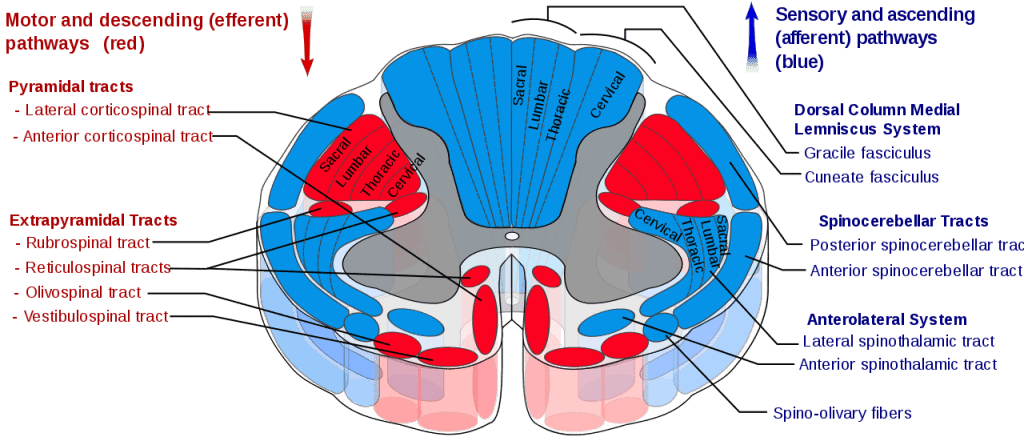 Reticulospinal Tract Facts | Location, Pathology, Roles & Summary