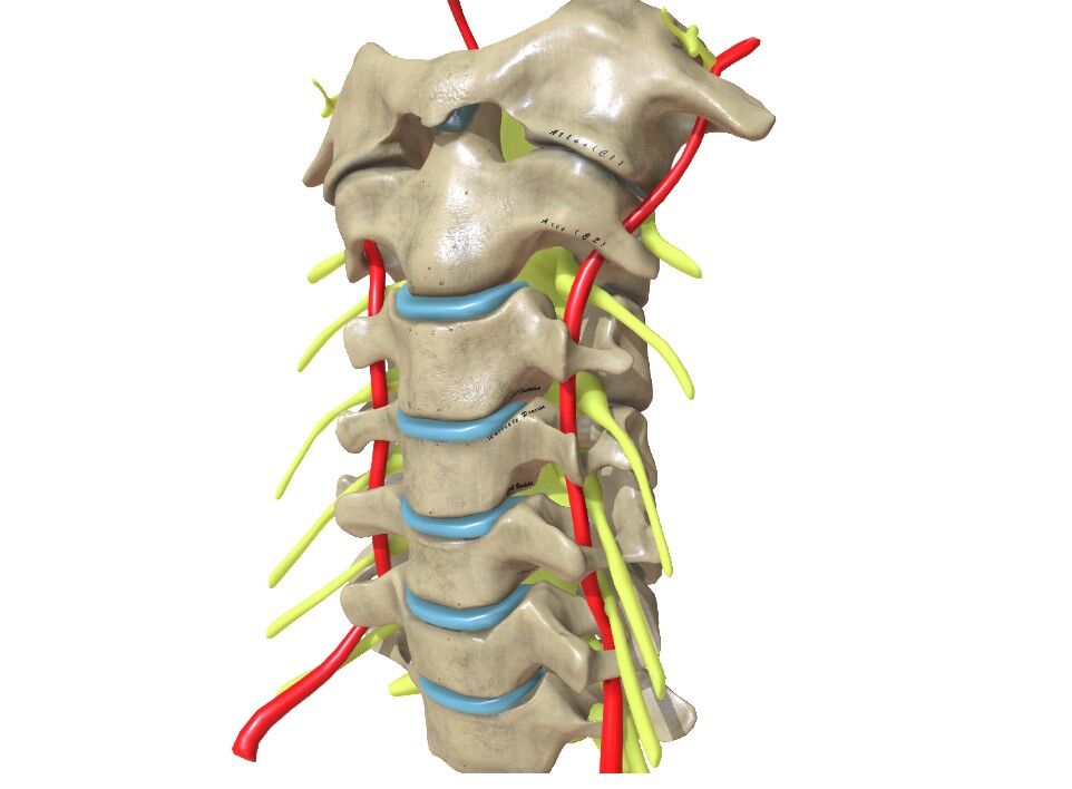 Spinal Nerves Facts | Formation, Function, Division & Summary