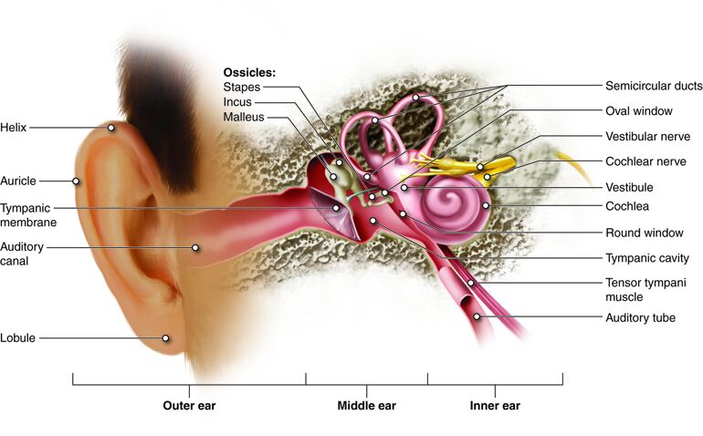 Utricle and Saccule | Anatomy, General Pathology and Diseases