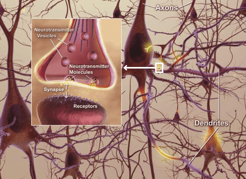 Neuronal Development | Stages, Facts, Summary & Brain Development