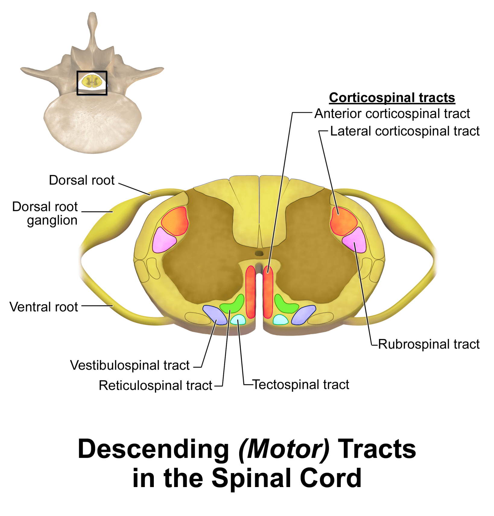 Rubrospinal Tract | Facts, Location, Physiology, Roles & Summary