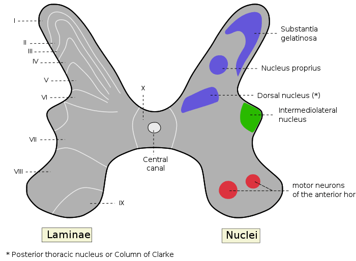 Reticulospinal Tract Facts | Location, Pathology, Roles & Summary
