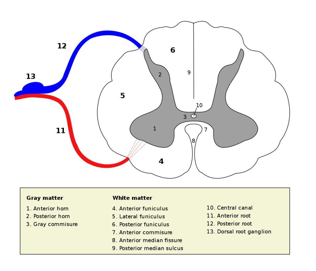 Dorsal Root Ganglion Facts | Location, Structure, Histology & Development
