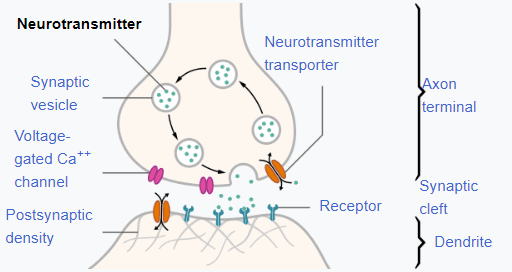 Neurotransmitters and Receptors | Brain Made Simple