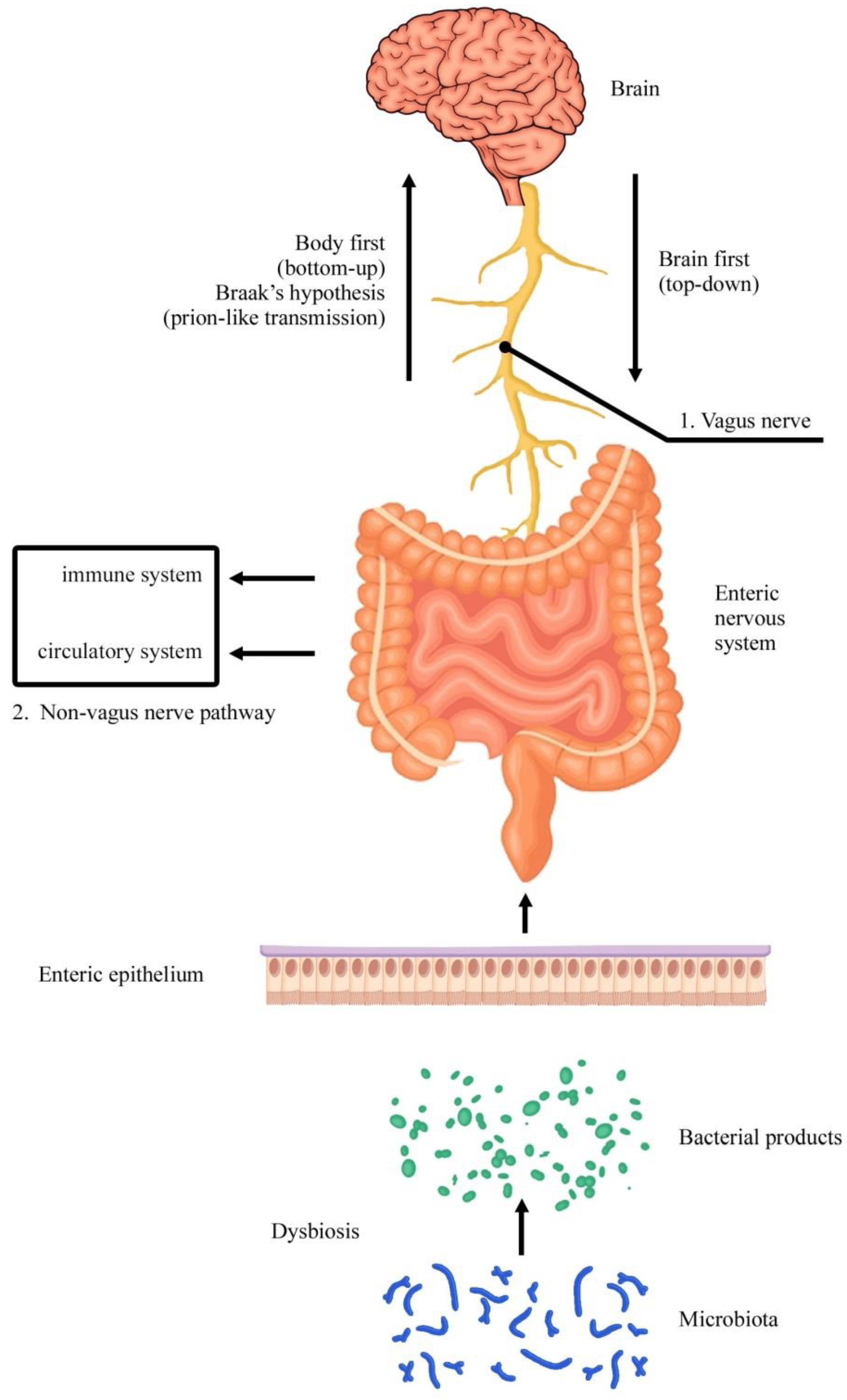 The Enteric Nervous System: Understanding the "Second Brain" | Brain ...