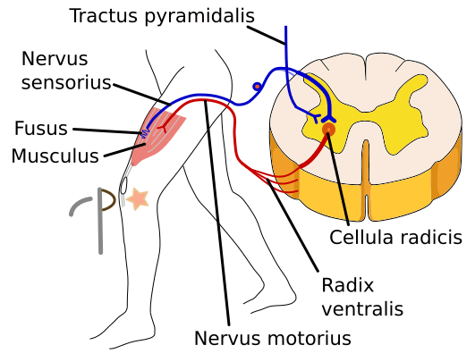 abdominal reflex pathway