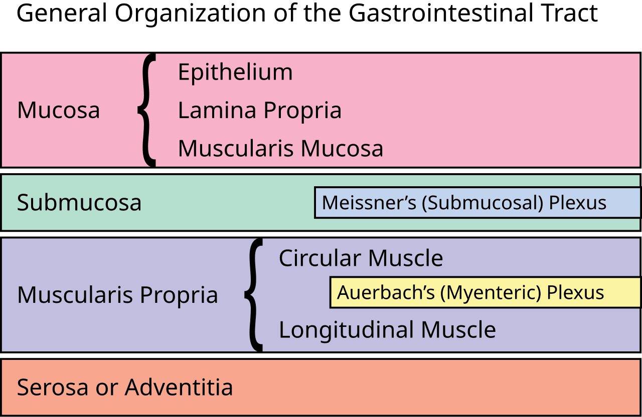 The Enteric Nervous System: Understanding the "Second Brain" | Brain ...